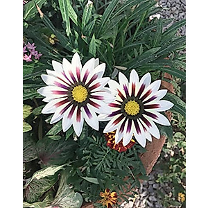 20 Pcs Multicolor Dwarf Variegated Sunflower Seeds Home Garden Decor Plant