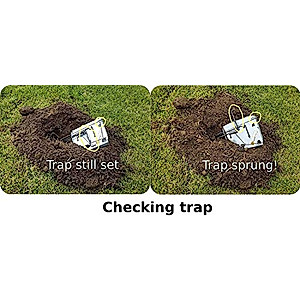 MOLE Trap (Pack of 2) LASSO Galvanized & Oil Hardened Steel// Super Cost-Effective, Reusable, Durable Animal Best in The Lawn, Yard, Garden, Farm, All Outdoor Settings w/ Manual (Small) 2 1/8inch
