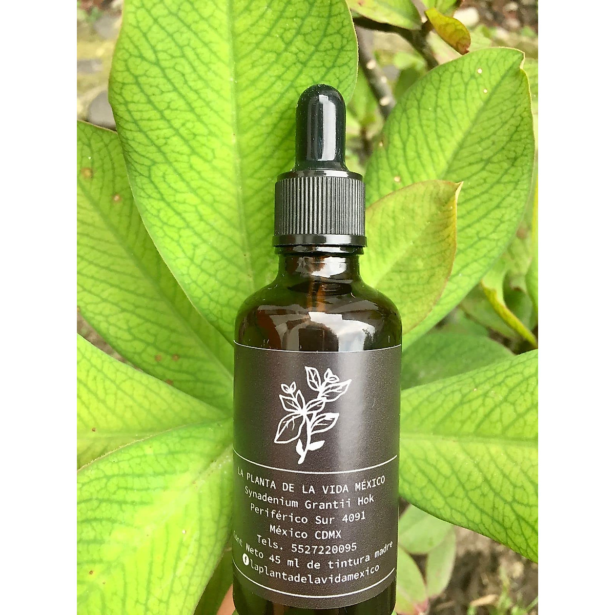 La Planta De La Vida Mexico, Tintura Madre de Lechero Africano