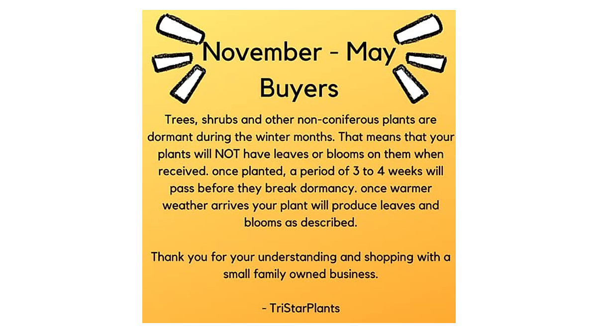 Buy Japanese Snowbell Tree - Fragrant Flowers & Fall Color