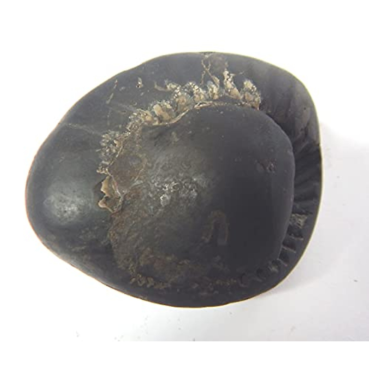 XUETZALCOATL Laxmi Narsimha shaligram Purnachakra Purnagarbha Shaligram Nepal Kali Gandki