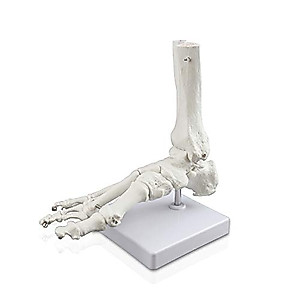 Vision Scientific VAJ211 Foot Skeleton Model (Right) | Shows Distal Portions of The Tibia and Fibula | Fully Articulated | Connected with Flexible Wire to Demonstrate Natural Movement