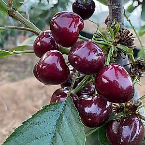Black Cherry Fruit Tree Live Plant Seeding, 15-17inch Height -Prunus serotina, Great for Home and Garden Yards Planting