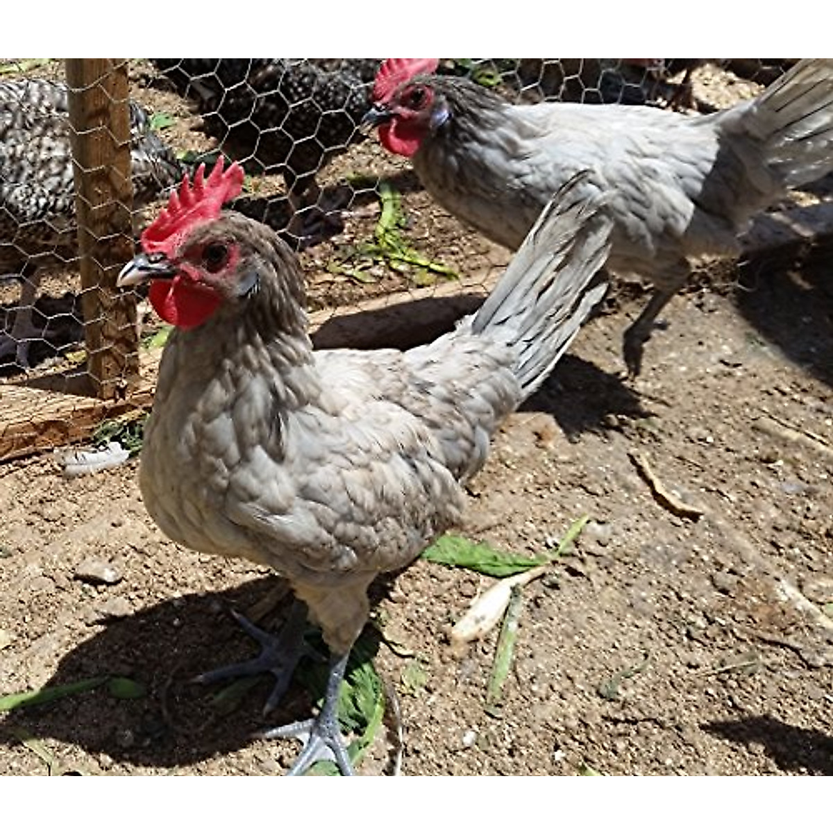 6 Fertile Chicken Hatching Eggs