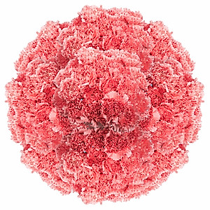 Fresh Flowers- Pink Carnations - 100 Fresh Cut Stems (OM)