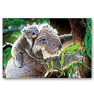BABY ANIMALS postcard set of 20 postcards. Animal babies post card variety pack. Made in USA.