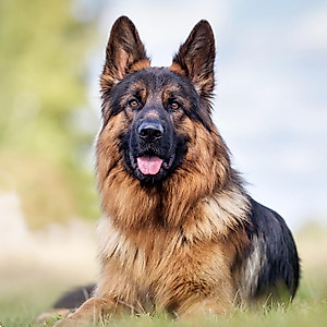 SUPVOX 1 Pair Pet Ear Erector Pet Dog Ear Support Puppy Ear Support Tool Dog Supply Dog Accessory Ear Support Aid Dog Ear Stretch Tool Pet Ear Stand Dog Ear Stand Pet Puppy Accessory