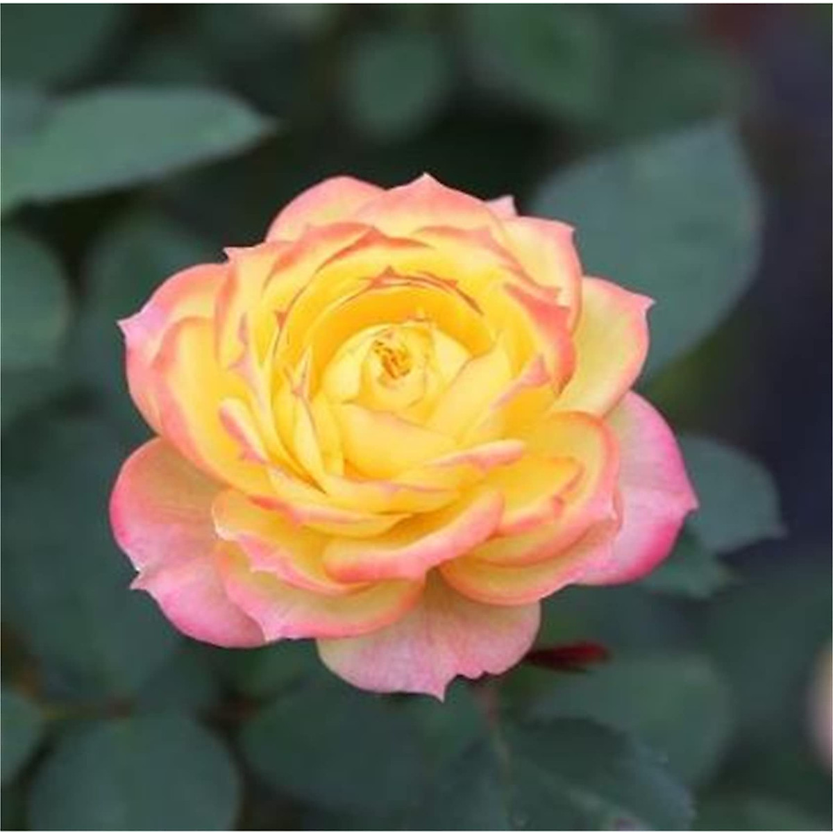 zcbang Rare Varieties Colorful Rose Seeds 100Pcs Mixed Color Rose Flower