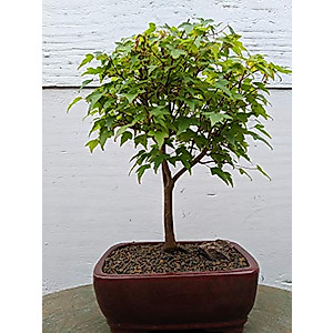 Dwarf Trident Maple Outdoor Bonsai Tree