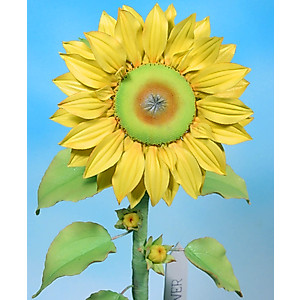 Sunflower Petal Cutters (set of 4 sizes)