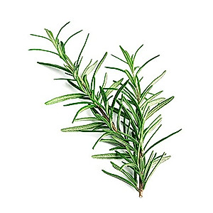 Rosemary Seeds for Planting, 100+ Heirloom Seeds Per Packet, (Isla's Garden Seeds), Non GMO Seeds, Fragrant Herb, Botanical Name: Salvia rosmarinus, Great Home Garden Gift