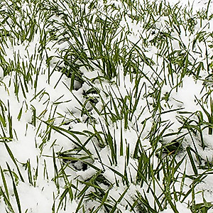 No-Till Winter Rye Seeds - 5 Lbs - Non-GMO Rye Grain Cover Crop Seeds by Mountain Valley Seed Company