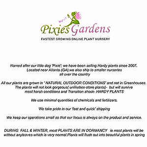 Pixies Gardens (5 Gallon) Red Delicious Apple Tree -America's Favorite and Most Popular Apple for Fresh Eating and Baking.