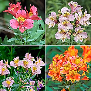 QAUZUY GARDEN 25 Mixed Peruvian Lily (Lily of The Incas/Princess Lily) Alstroemeria Seeds Perennial Delicate Flowers for Bouquets Flower Arrangements Attract Pollinators
