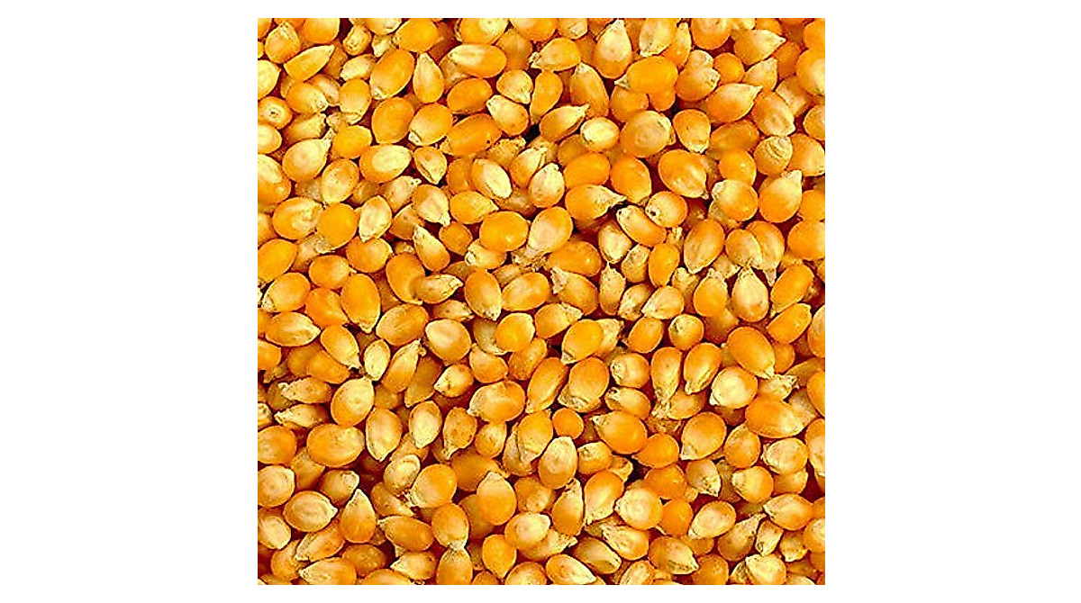Grow Yellow Heirloom Popcorn Seeds | Non-GMO & High Yield