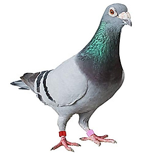 POPETPOP Parrot Toys Parrot Toys 100PCS Pigeon Foot Ring Plastic Colorful Bird Leg Rings Identification Rings for Birds Pigeons Parrots Poultry 8mm (Random Color) Bird Toy Bird Toy