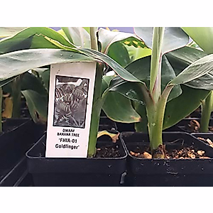 1 LIVE PLANT Goldfinger Dwarf Banana Tree - RARE Desert Banana 3 to 8 inch tall