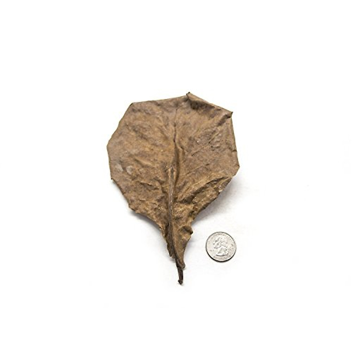 Aquatic Arts 10 Giant Catappa Indian Almond Leaves (4.5-6+ inches) - Dried/Prepared for Aquarium Use - for Live Freshwater Shrimp, Snails, Fish (Betta, Otocinclus) Tank Health