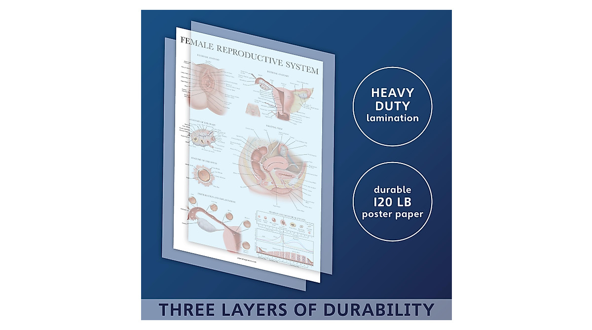 Female Reproductive System Anatomical Chart - Laminated 18x24