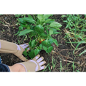 MAGID HandMaster Professional Rose Pruning Gloves, 1 Pair, Size 9/Large, BE195T