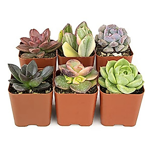 Succulents Plants Live (6PK) Potted Succulent Plants Live House Plants, Cactus Plants Live Plants Indoor Plants Live Houseplants, Indoor Plant Succulents Live Plant House Plant by Plants for Pets