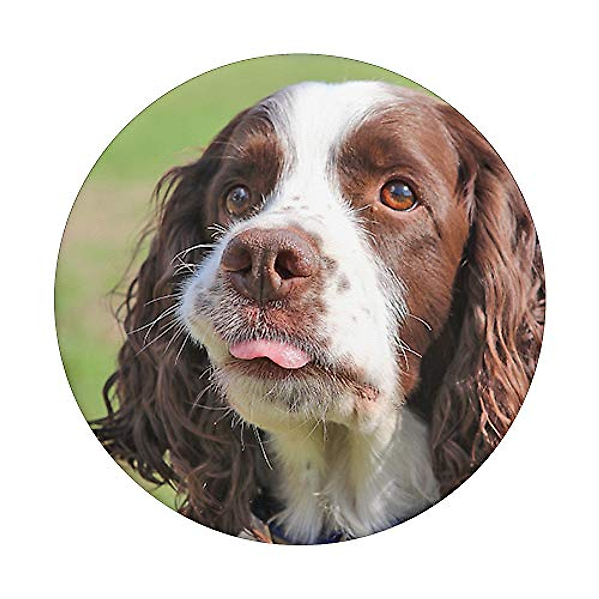 Springer Spaniel Gifts - Cute springer Spaniel Sticking Tong PopSockets PopGrip: Swappable Grip for Phones & Tablets