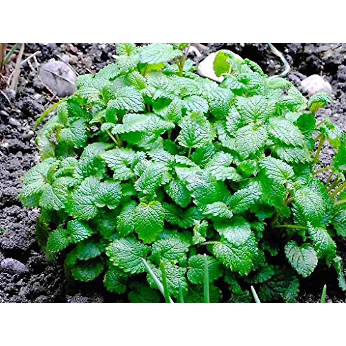 Gaea's Blessing Seeds - Lemon Balm Seeds - Non-GMO Seeds with Easy to Follow Planting Instructions - 92% Germination Rate Melissa Officinalis