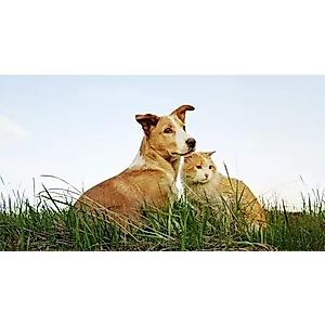 Joint Supplement for Dogs - Pets Turmeric with Organic Coconut Oil - Dogs and Cats - Added Hemp Oil Extract - Powerful - cat Hemp Treats - 2 Bottles (240 Treats)