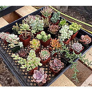 Live Succulent Plants, 1 Unit Real Succulents Potted in 2" Starter Planter with Soil Mix, Rare Small Indoor House Plants for Home Garden Outdoor Wedding Decor Party Favor Women Girls DIY Gift