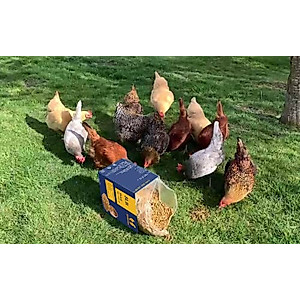 GRUBSFARM Superior to Dried Mealworms for Chickens 5lb - 85X More Calcium Than Mealworms - Non-GMO Chicken Feed - Molting Supplement - BSFL Treats for Hens, Ducks, Turkeys, Wild Birds, Quails