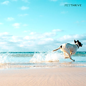 PetThrive Dog Hip and Joint Support Supplement Soft Chews with Resveratrol, Glucosamine, Chondroitin, Hyaluronic Acid, Bacon Flavor, Large Breed