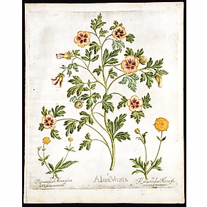 [Flower-of-an-hour]Alcea Veneta; [Dbouble-flowered Buttercups] Ranunculus Minor flore luteo plenus maximus; Ranunculus Minor flore luteo plenus minimus