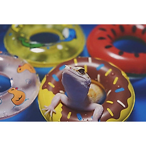 Foldable Collapsible Lizard Bathing & Cooling Swimming Pool, Durable Bath Tub, Swimming Bath Water Washer for Bearded Dragons Hedgehog Hamster & Small Animals, Bonus - Bearded Dragon Swim Float