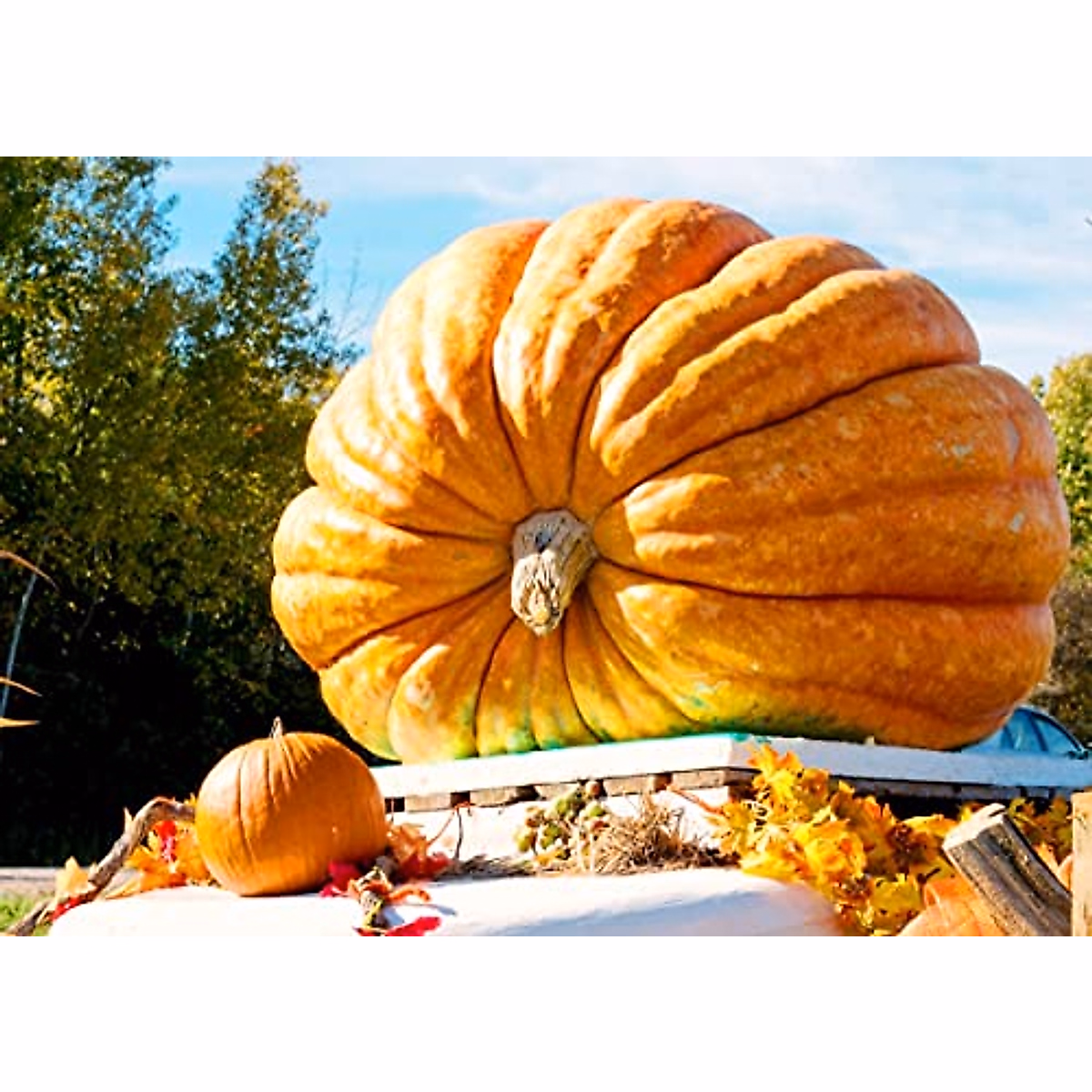 Giant Pumpkin Titan Seeds 10 Seeds for Planting Vegetable Garden Squash Gourd Seeds