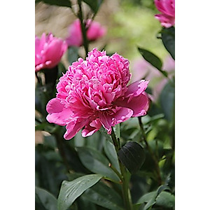 Sarah Bernhardt Garden Peony - Pink Paeonia (3 Roots)