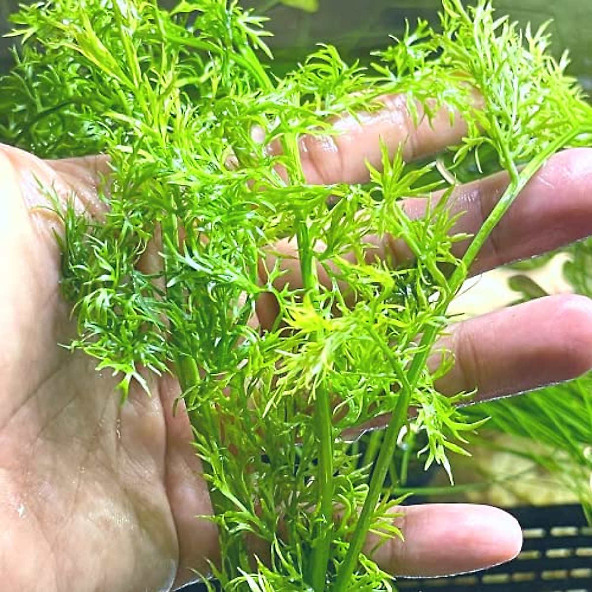 Greenpro | Water Sprite Potted Easy Live Aquarium Plants for Fish Tank Decoration Freshwater