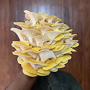 North Spore Organic Golden Oyster Mushroom Spray & Grow Kit (4 lbs) | USDA Certified Organic, Non-GMO, Beginner Friendly & Easy to Use | Grow Your Mushrooms at Home | Handmade in Maine, USA