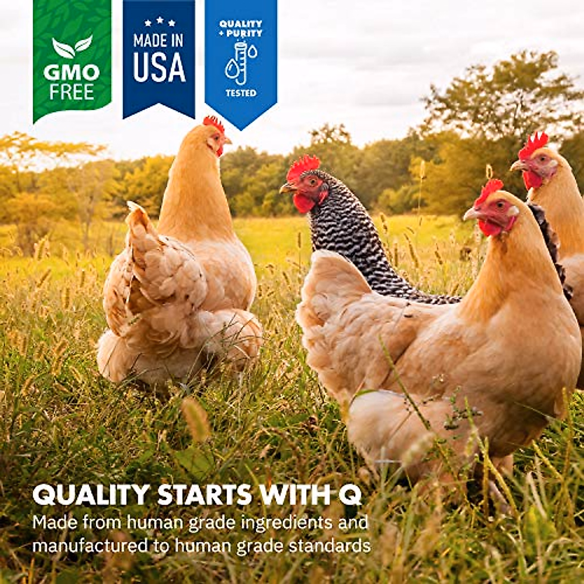 Equa Holistics HealthyGut Probiotics for Chickens & Poultry, All-Natural Digestive System Dietary Supplement (30 Scoops)
