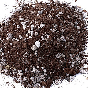 TerraGreen Creations Succulent Planter Kit - Terrarium Kit with Succulent Soil, Gravel, Pebble, Moss, Horticulture Charcoal, Terrarium Supplies For Fairy Gardens, or Cactus - Create Your Own Terrarium