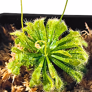 Live Spoon-leaved Sundew Plant. Adult Size, Drosera Spatulata, Carnivorous Plant, 30 Days Guarantee