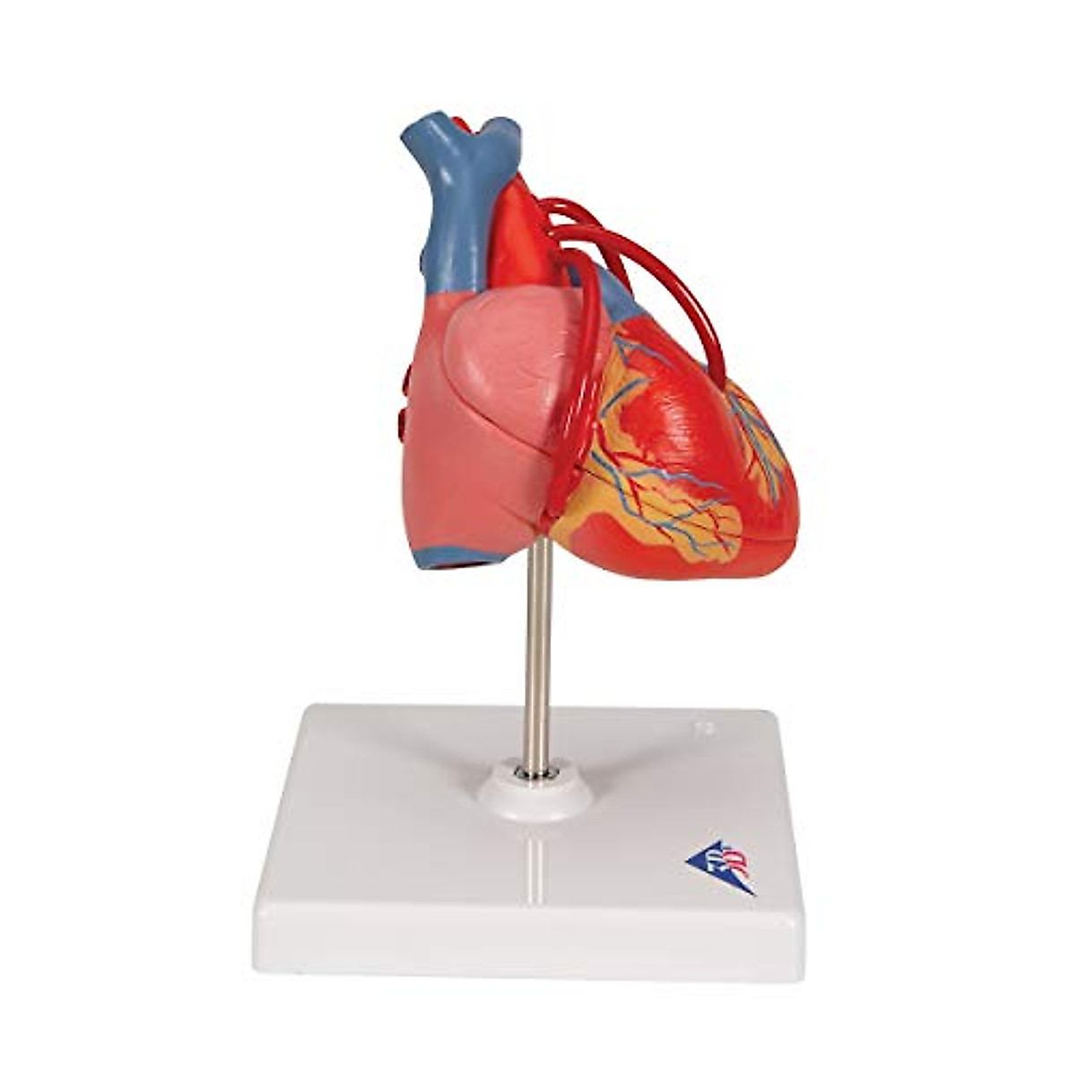 3B Scientific G05 Classic Heart w/ Bypass 2-part - 3B Smart Anatomy