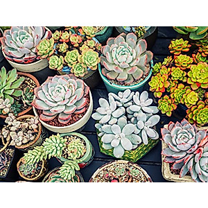 Mixed Color 200pcs Rare Succulents Seeds Garden and Home Bonsai Flower Plant