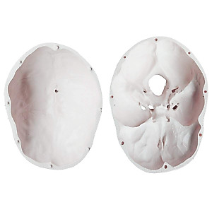 SKUMOD Life Size Human Skull Model, Replica Realistic Human Skull with Removable Skull Cap and Articulated Mandible, Full Set of Teeth, 7.2x4.2x4.95in