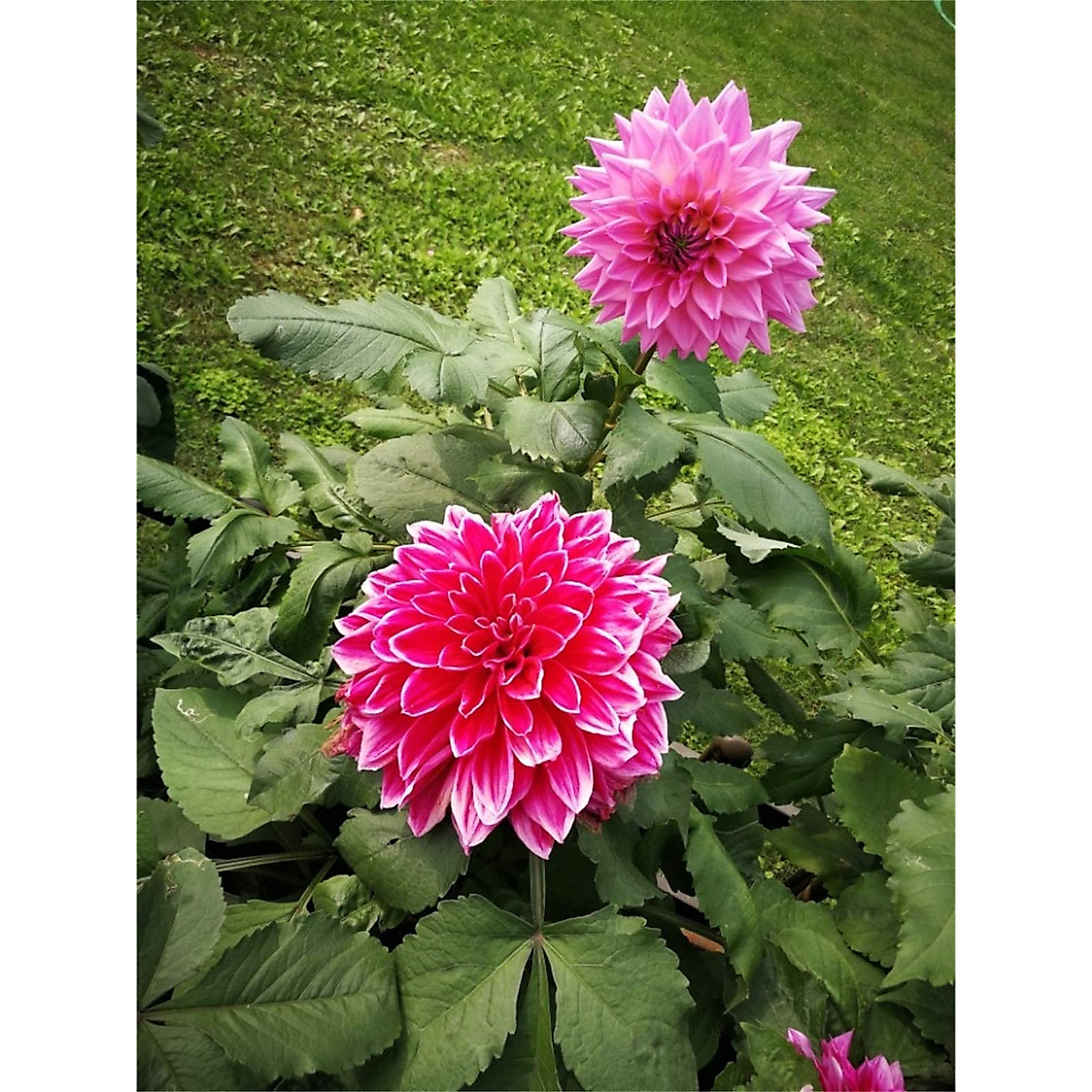 Rare Beautiful Perennial Mixing Color Dahlia Flowers Seeds 100PCS