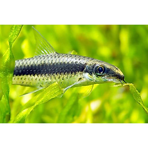 Siamese Algae Eater Live Fish - 8 Pack Live Freshwater Aquarium Fish