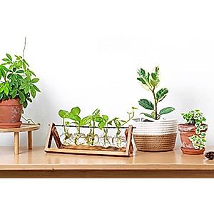 Ivolador Desktop Glass Bulb Plant Terrarium with Retro Solid Wooden Stand and Metal Swivel Holder for Hydroponics Plants Home Garden Wedding Decor (5 Bulbs)