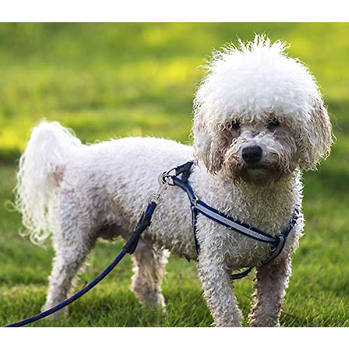 PENTA ANGEL 4Pcs Dog Leash Clasp Heavy Duty Snap Hooks Clips Pet Leashes Key Chain with Spring Buckle for Linking Pet Collar (4 PCS)