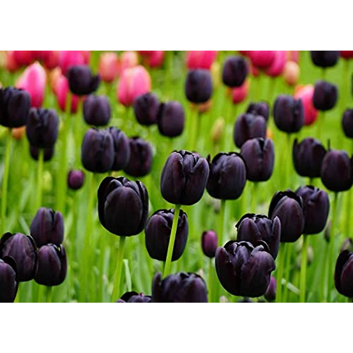 Black "Queen of The Night" Tulip Bulbs - Fresh Bulbs for Planting - Ship from Iowa, USA (10 Bulbs)