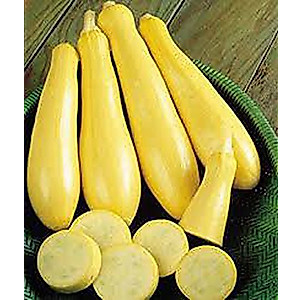 Squash, Early Prolific Straightneck Squash Seed, NON-GMO, 25 Seeds per Package.
