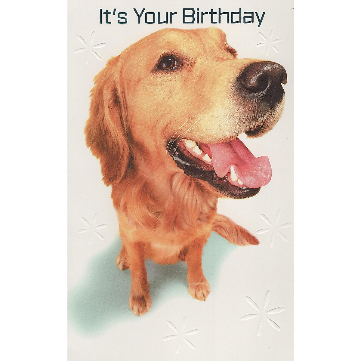 Bella Greetings Golden Retriever Puppy Dog Happy Birthday Card - It's Your Birthday - I Think You Deserve a Treat! Happy Birthday!